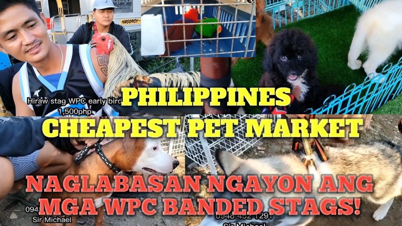 CHEAPEST PET MARKET IN PHILIPPINES: TIANGEAN NG PETS AND FARM ANIMALS ...