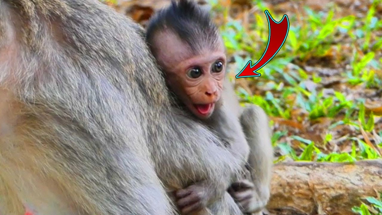 Mom monkey Ignoring with what baby monkey request make baby very ...