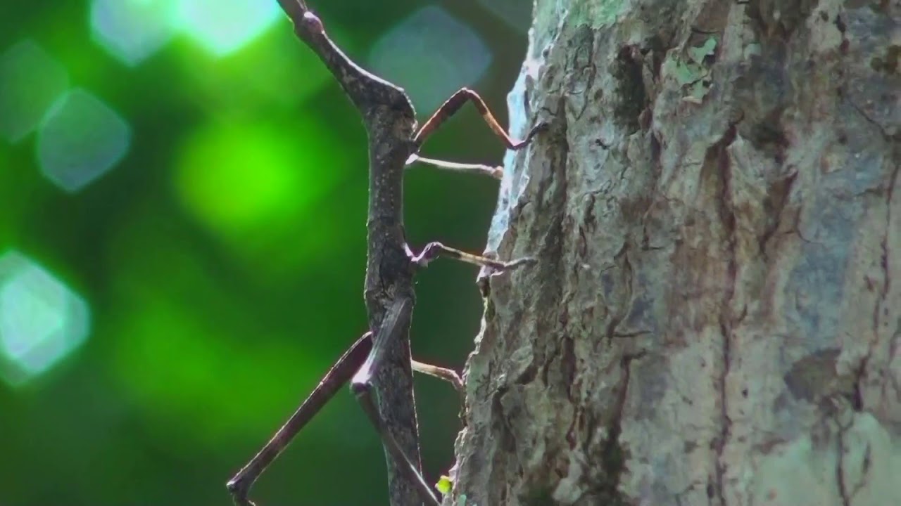Bicho-Pau o inseto que parece um galho de árvore! - YouTube