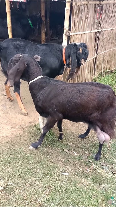 The goats are enjoying the best day of the year #shorts #short #shorts ...