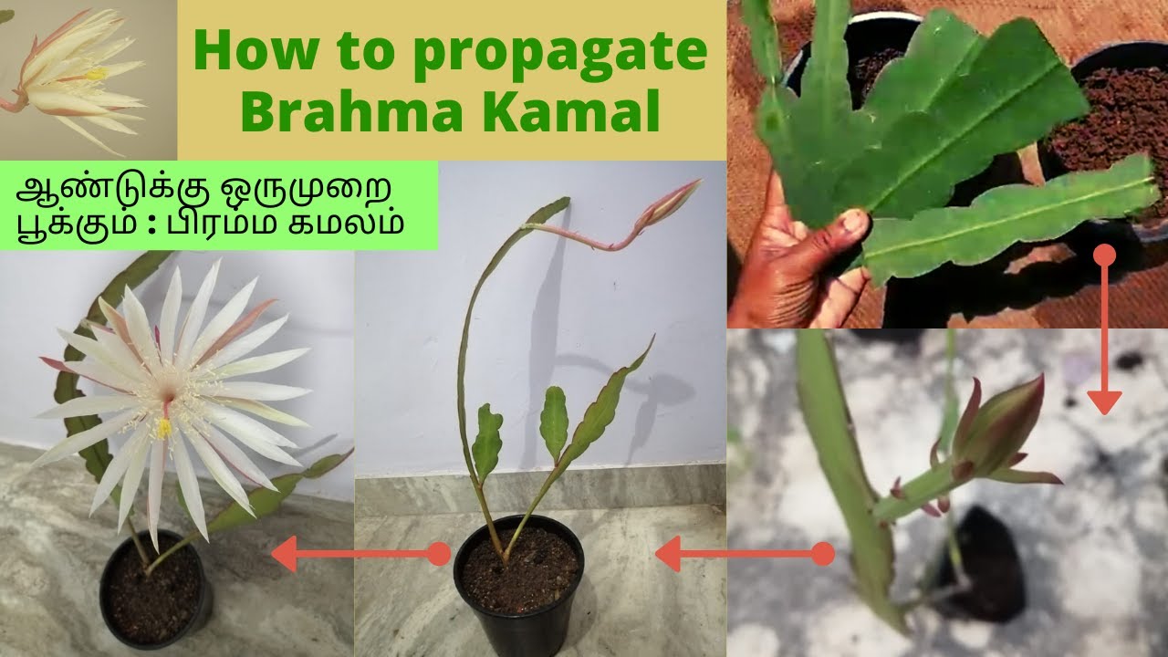Brahma Kamal flower | caring and propagation | பிரம்ம கமலம் | terrace ...