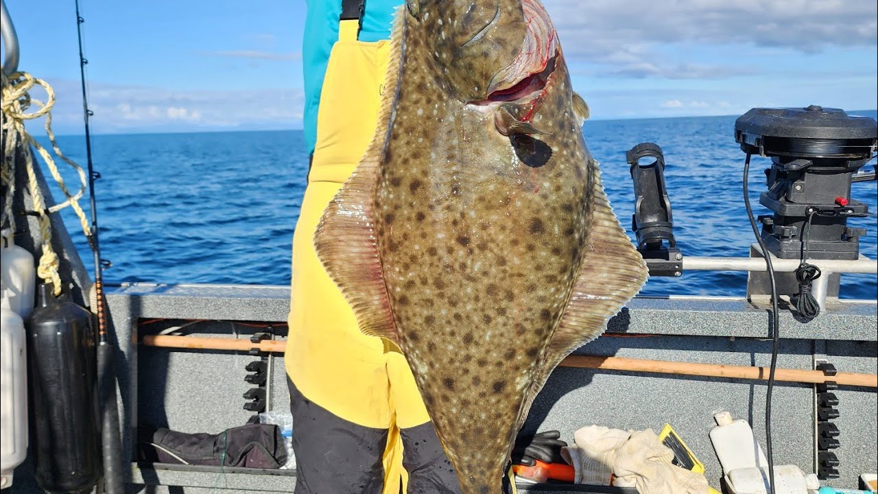 40 lb Halibut Homer Alaska Fishing#shorts - YouTube
