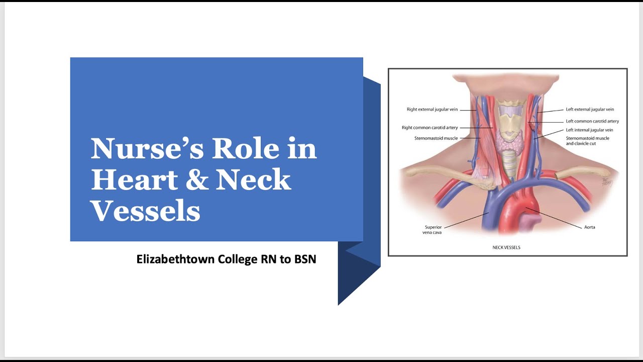 310 Heart Neck Vessels Assessment - YouTube