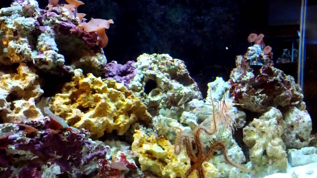Baby Volitan Lionfish - YouTube