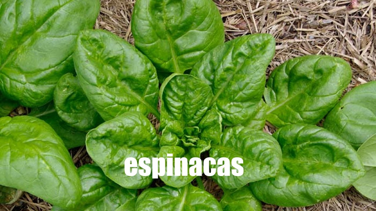 Como cultivar espinacas en el huerto #espinacas - YouTube