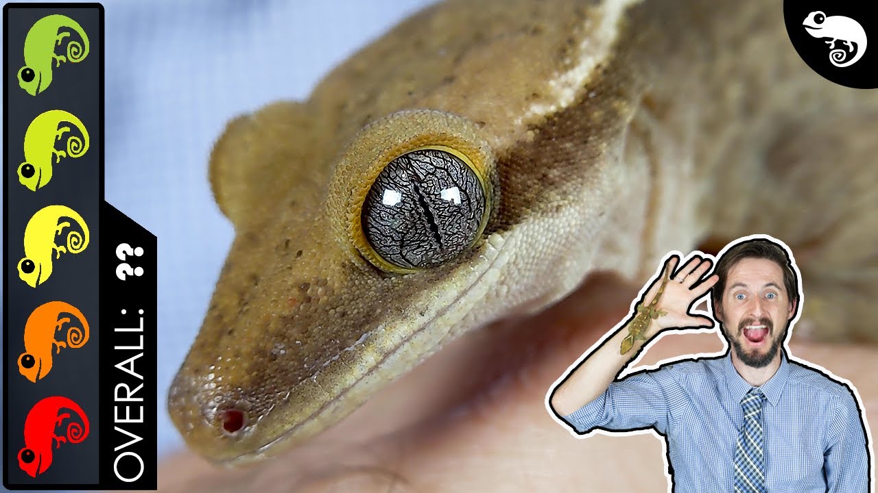 Sarasinorum Gecko, The Best Pet Lizard? - YouTube