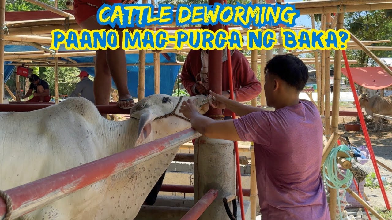 CATTLE DEWORMING | PAANO MAG-PURGA NG BAKA? | CATTLE FARM UPDATE | RON ...