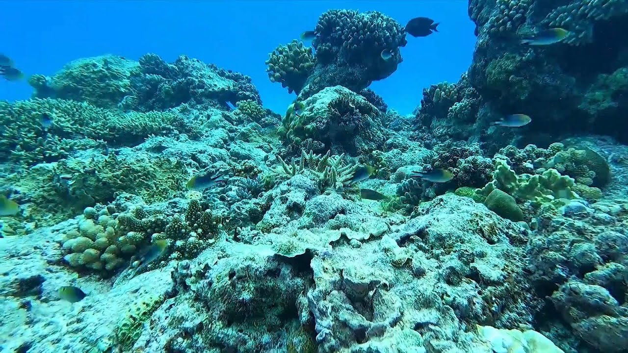 Chinese scientist plants corals in South China Sea for 20 years - YouTube