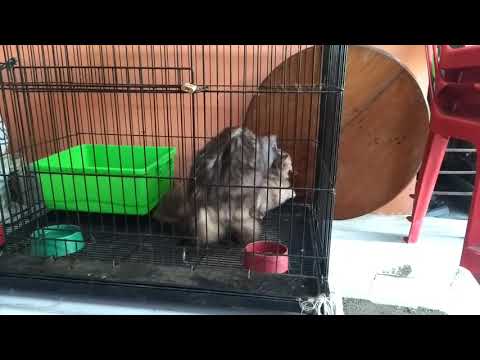Persian Cats Mating inside the Cage