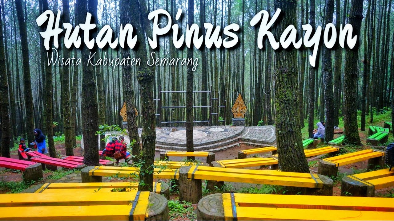 Hutan Pinus Kayon - Wisata Kabupaten Semarang - YouTube