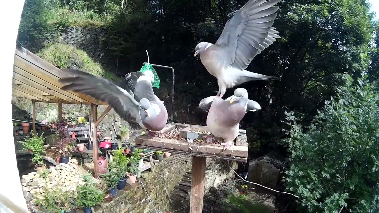 Greedy hostile wood pigeons fighting over food Nature Garden UK British ...