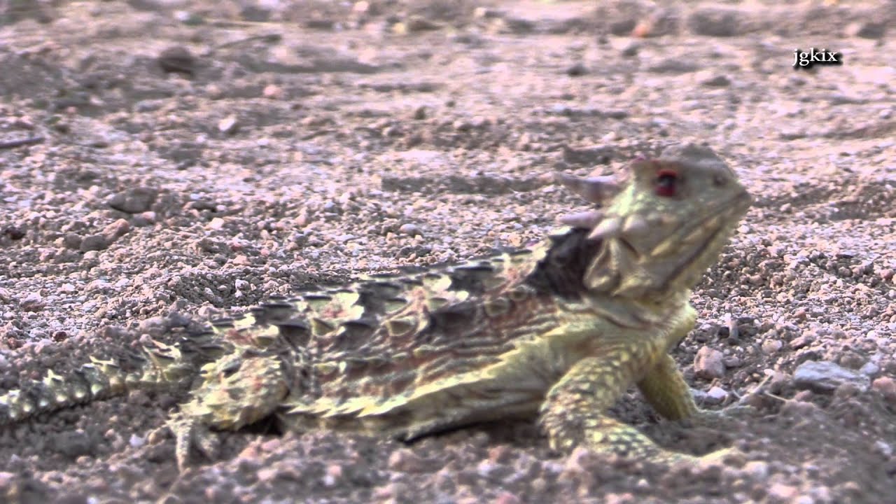 A REAL Life Mini Dinosaur - YouTube