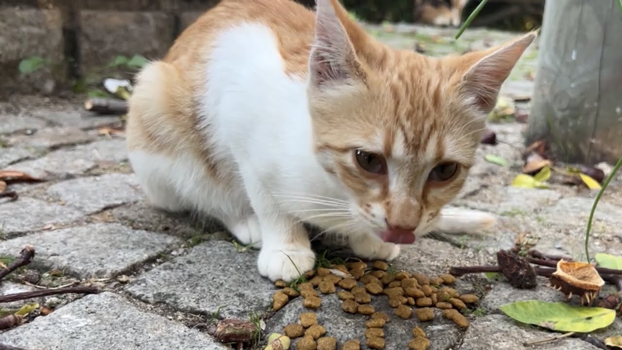 Very Cute Kitten Crunching Food Loudly | Cats And Kittens - YouTube