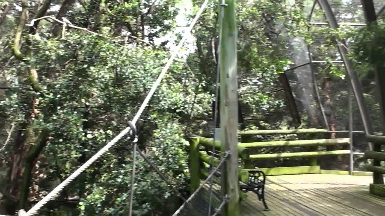 Great Flight Aviary of Melbourne Zoo - YouTube