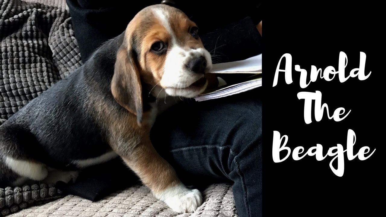 Beagle Puppy At 6 Weeks Old #16 | Arnold The Beagle - YouTube
