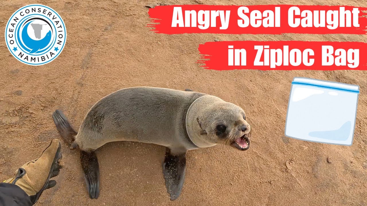 Angry Seal Caught in Ziploc Bag - YouTube