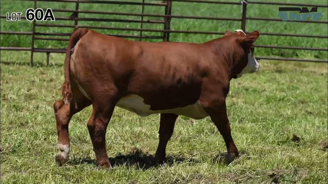 Tennessee River Music: Lot 60A - YouTube