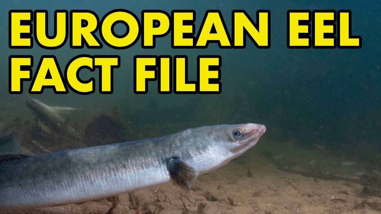 European Eel: Fact File (British Wildlife Facts) - YouTube