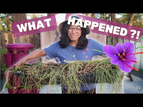Why Is My SAFFRON Dying?! (Spoiler: It’s Not!) - YouTube