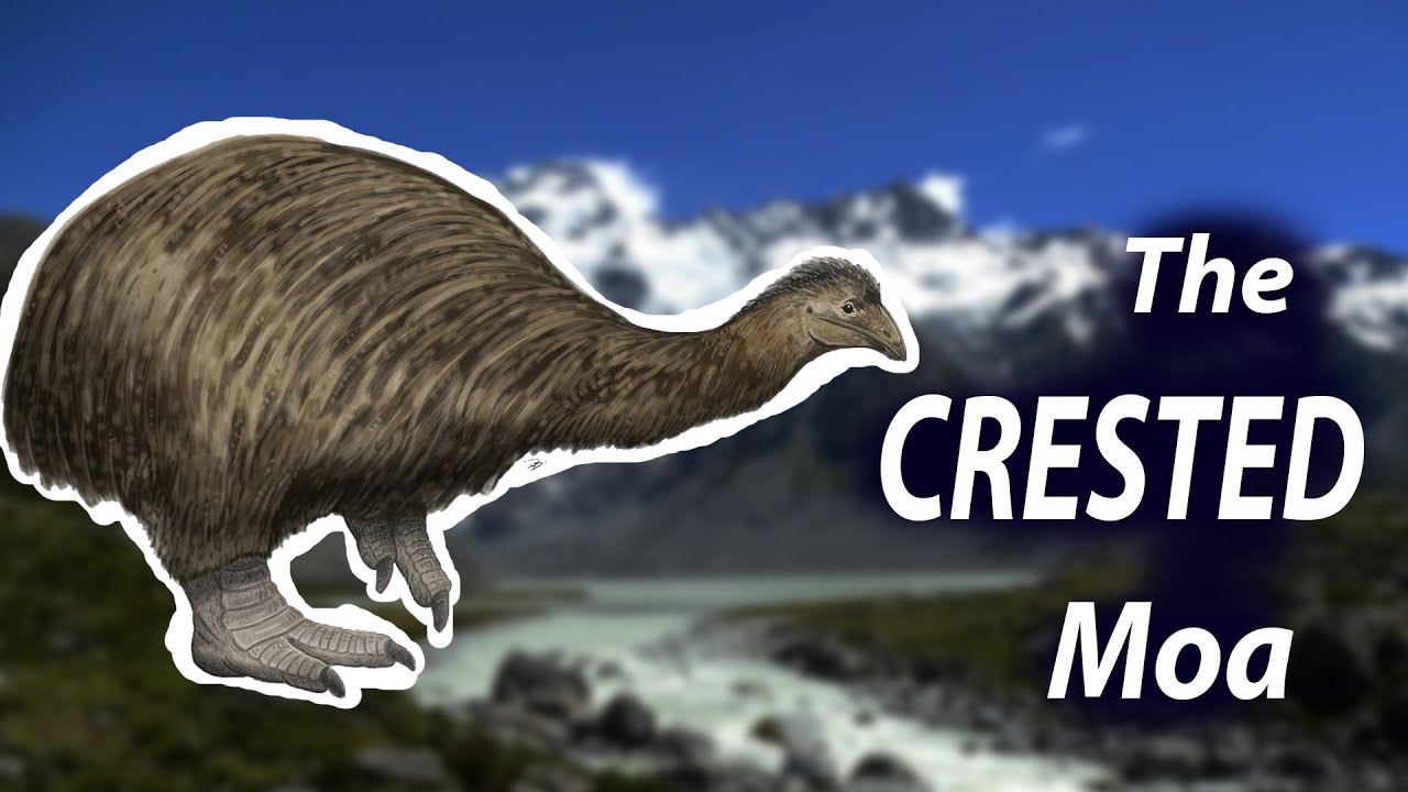 The Tragedy of the Chunky Funky Bird: The Crested Moa. #moamadness # ...