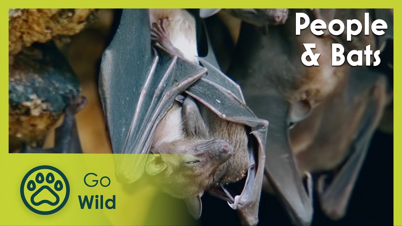 People & Bats | Go Wild - YouTube