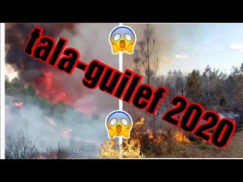 tala-guilef 2020 - YouTube