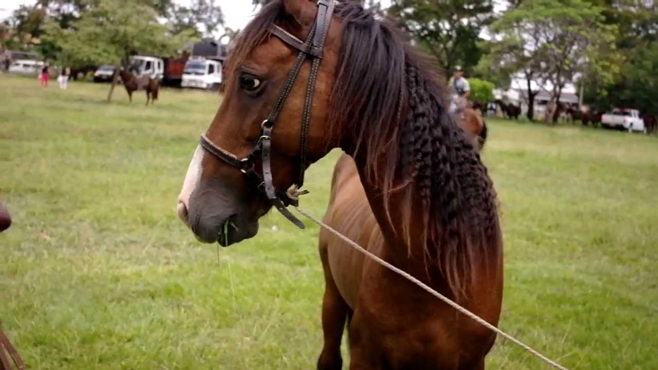 Caballo criollo colombiano - YouTube