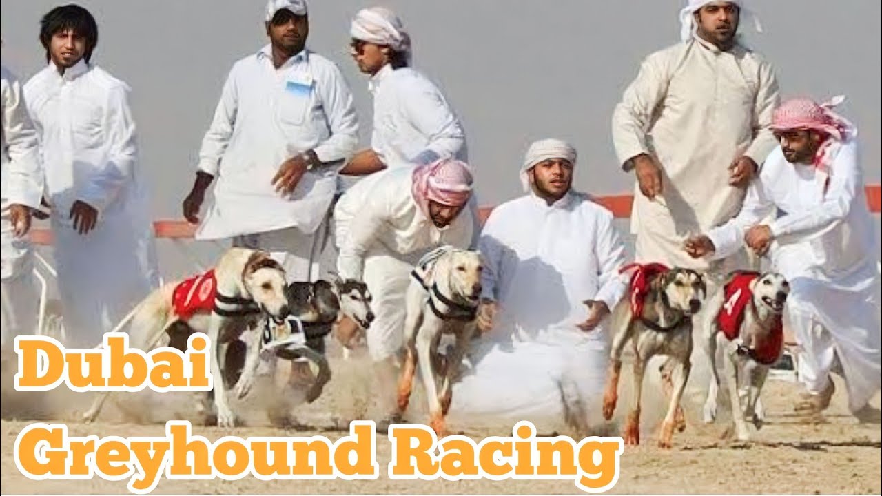 Dubai Dog Race | Arab Greyhound Racing | Track Race | Coursing | Derby ...