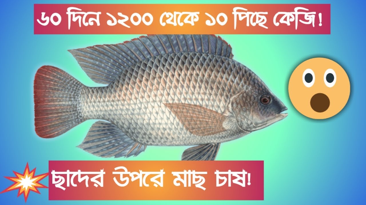 Biofloc Fishing || Biofloc Fish Farming on roof || বায়োফ্লক পদ্ধতিতে ...