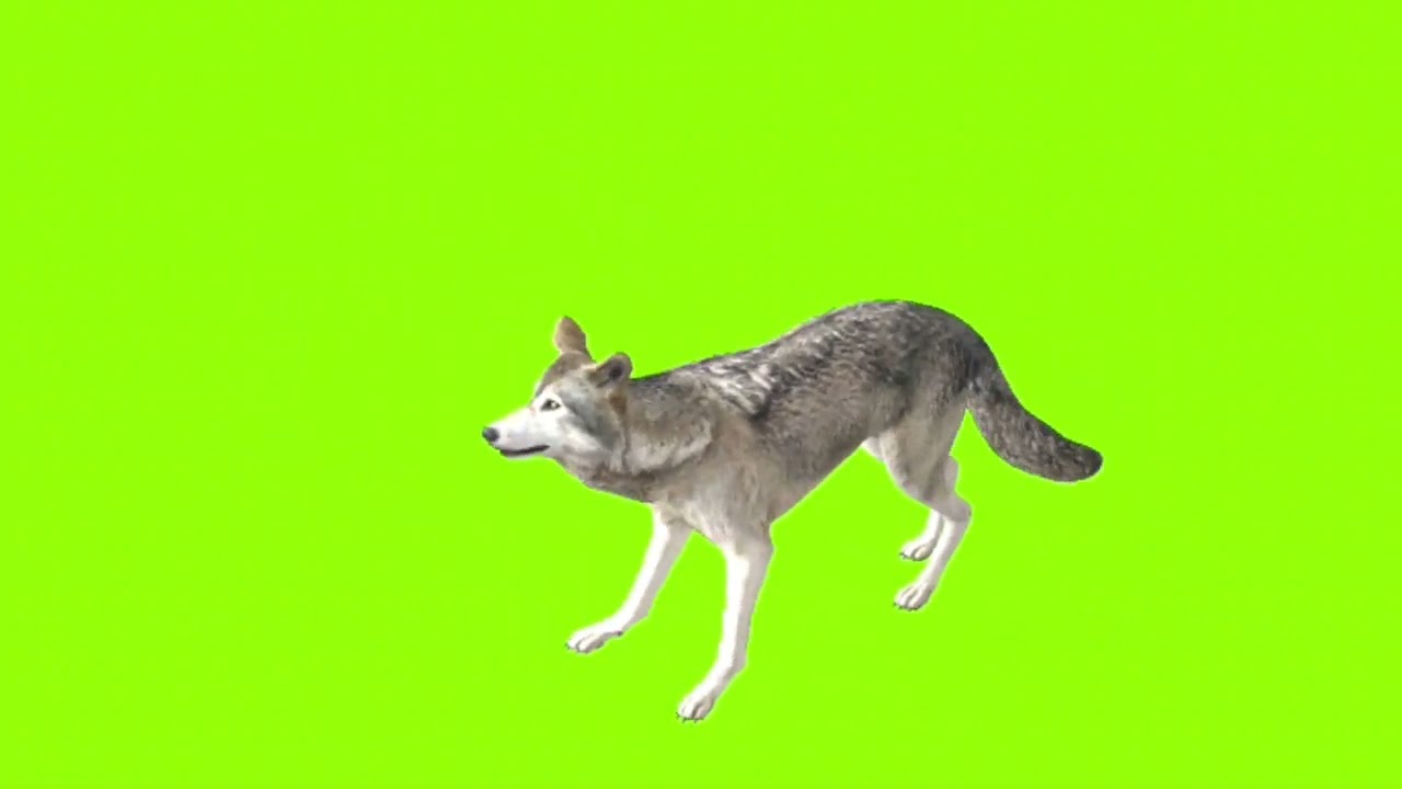 Attacking wolf green screen।cartoon green screen।wolf green screen ...