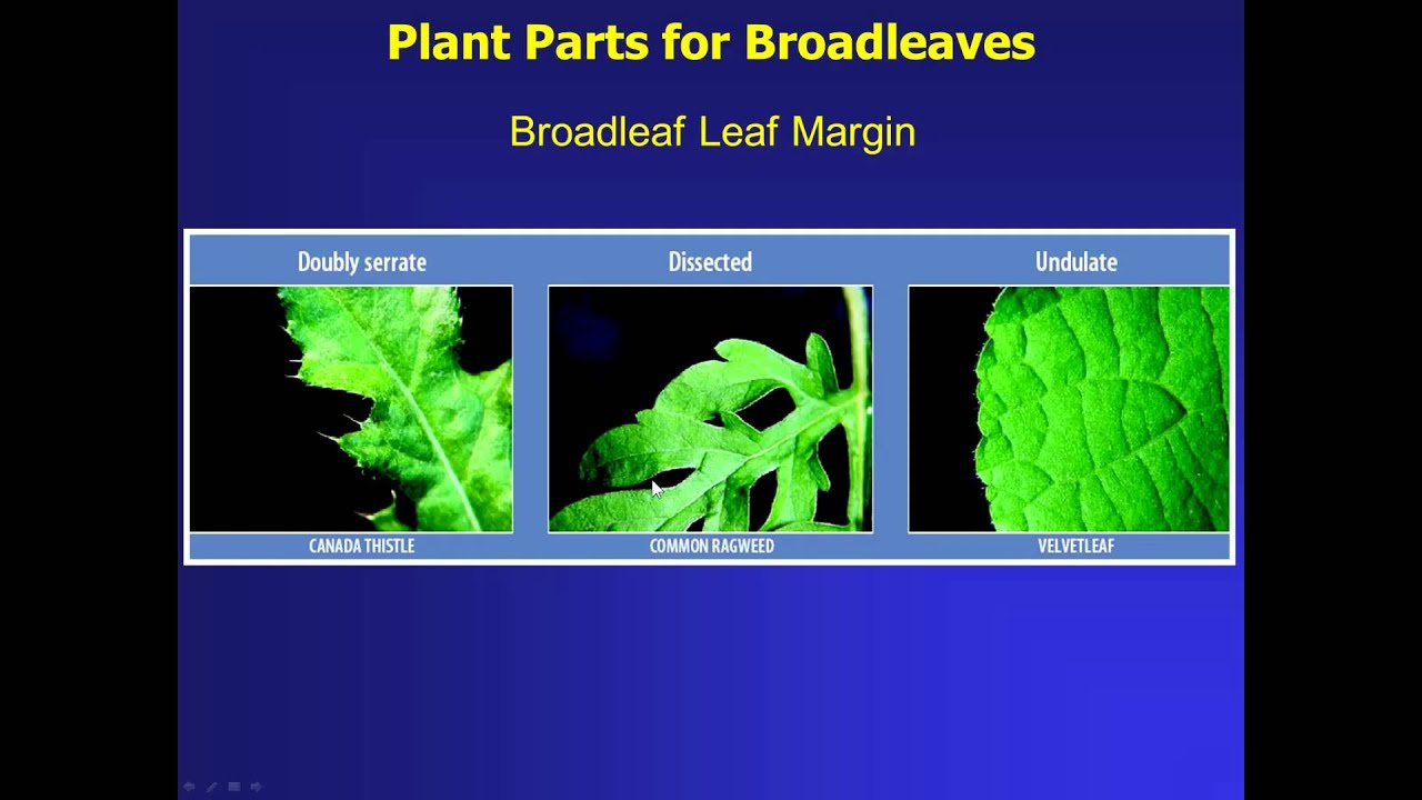 Field Crop Weed ID, 1/5 - YouTube