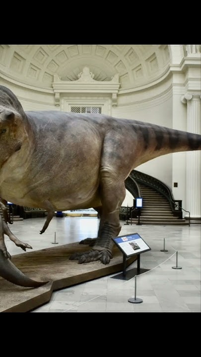 rexy vs sue the t rex #dinosaur #battle warning : your fav jw dino will ...