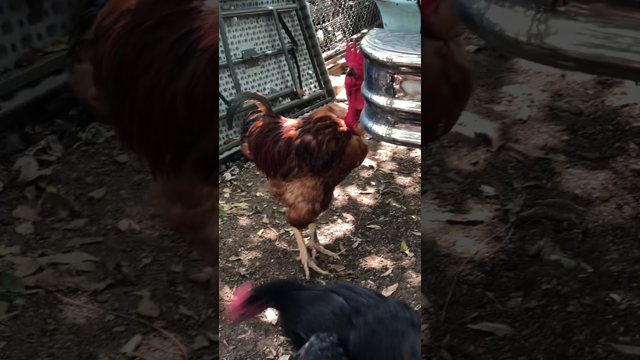 Alien Rooster - YouTube