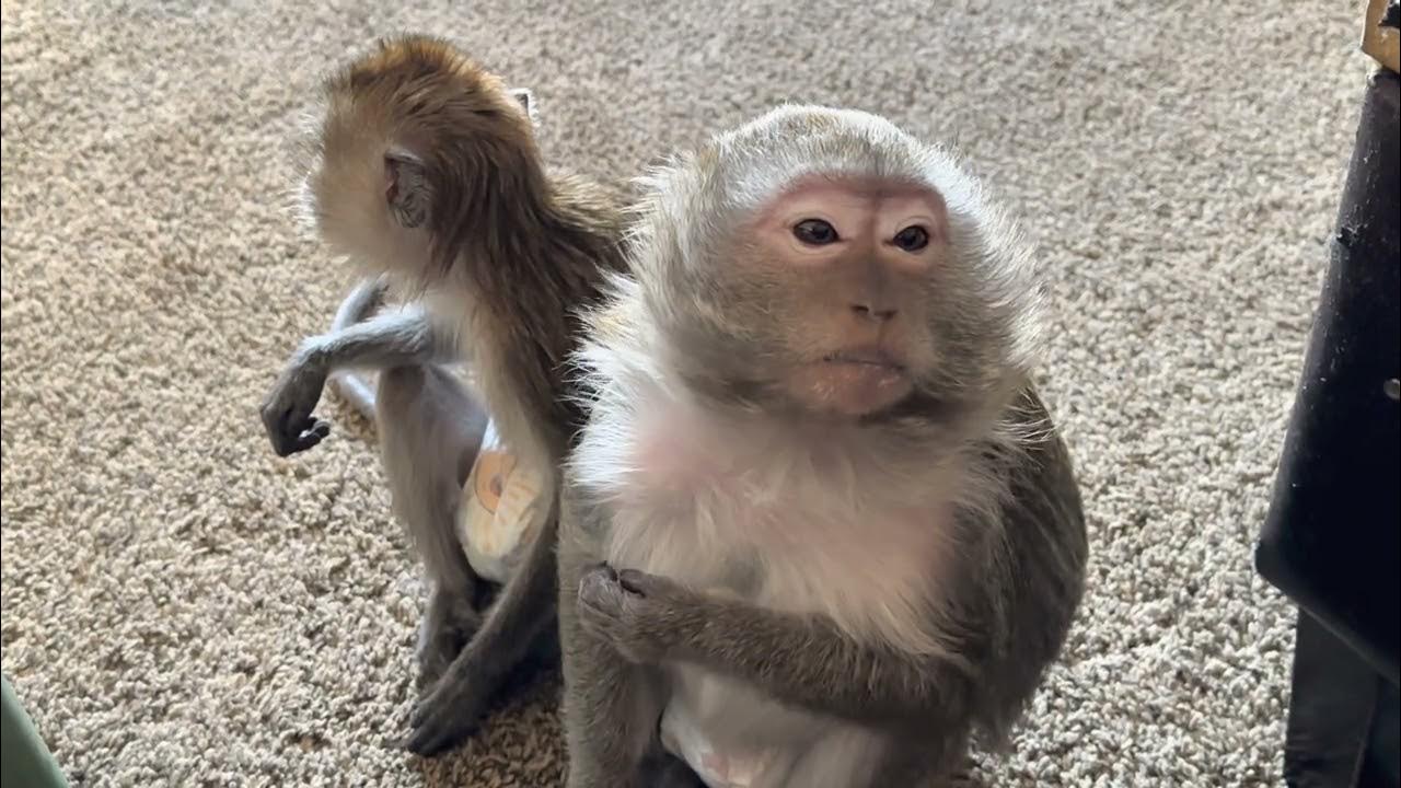Macaque Monkeys Monkeying Around - YouTube