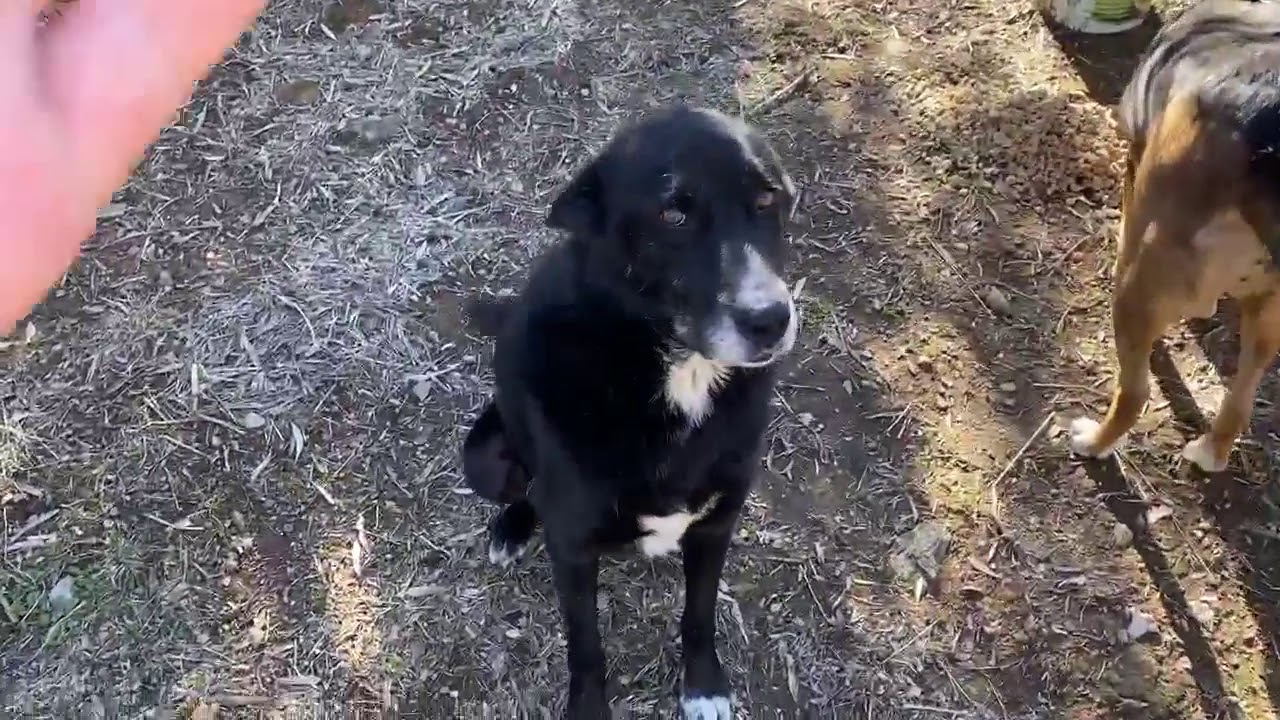Stray dogs in volos Greece 02 - YouTube
