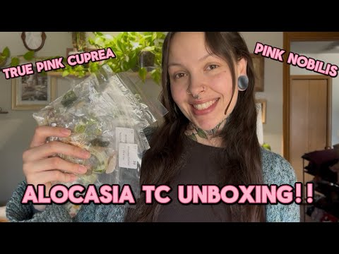 Unbox & Deflask New TC Plants With Me! 🌿✨
