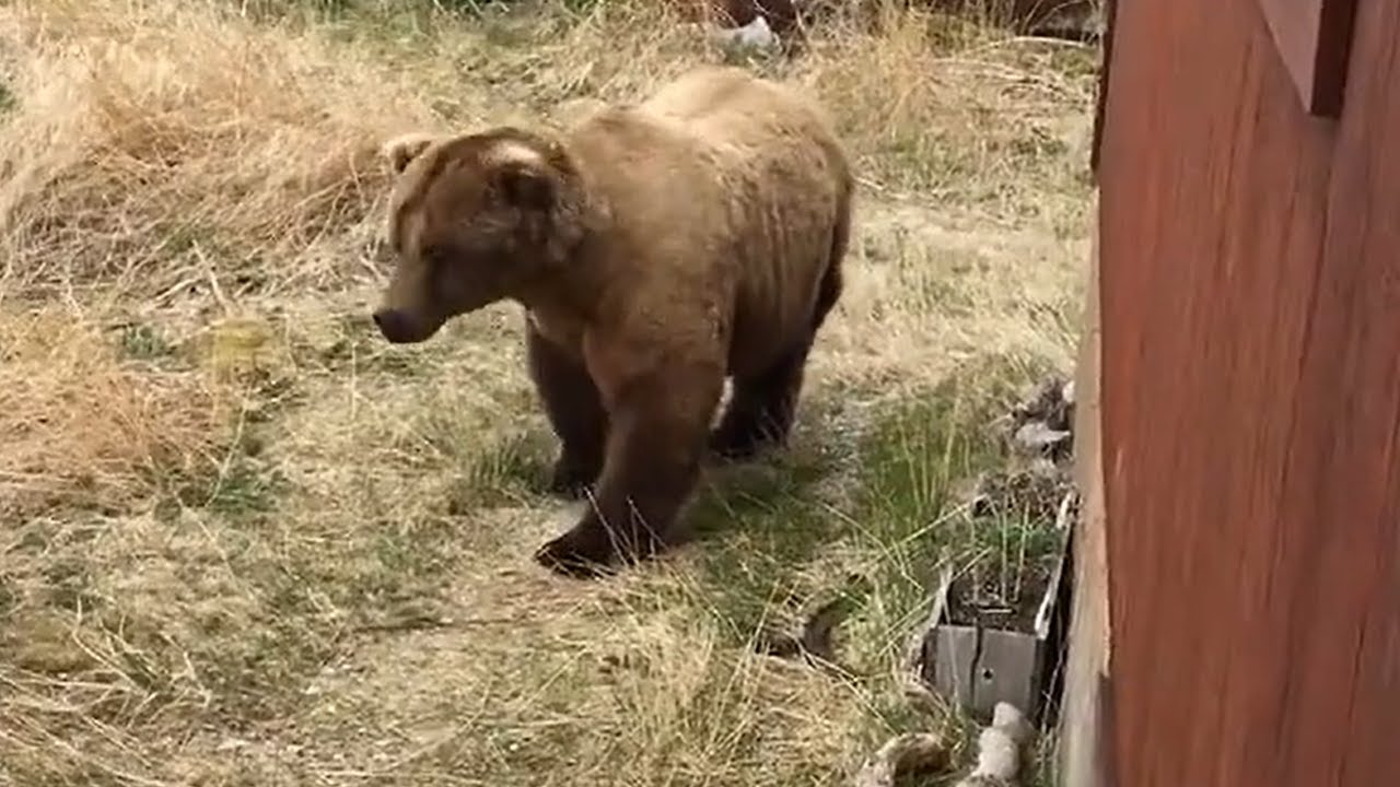 Curious Bear Decides To Hang Out Right Outside This Cabin - YouTube