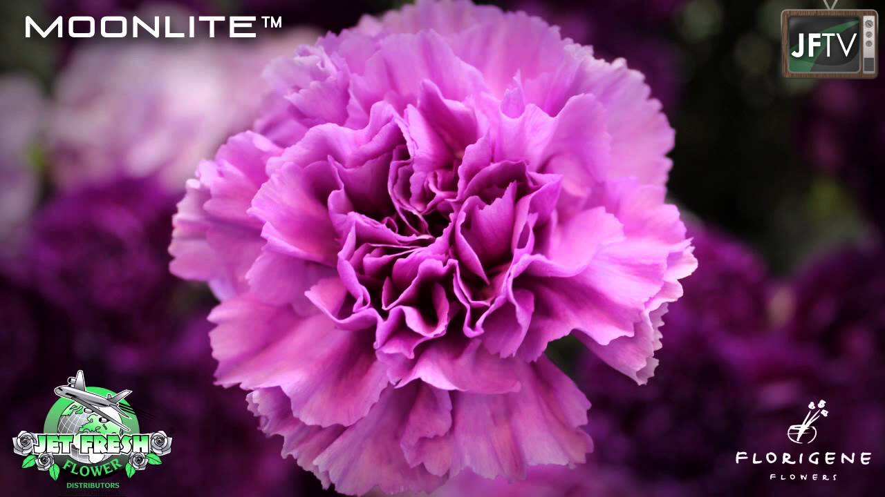 JFTV presents Moon Series Carnations - World Floral Expo 2013 - YouTube