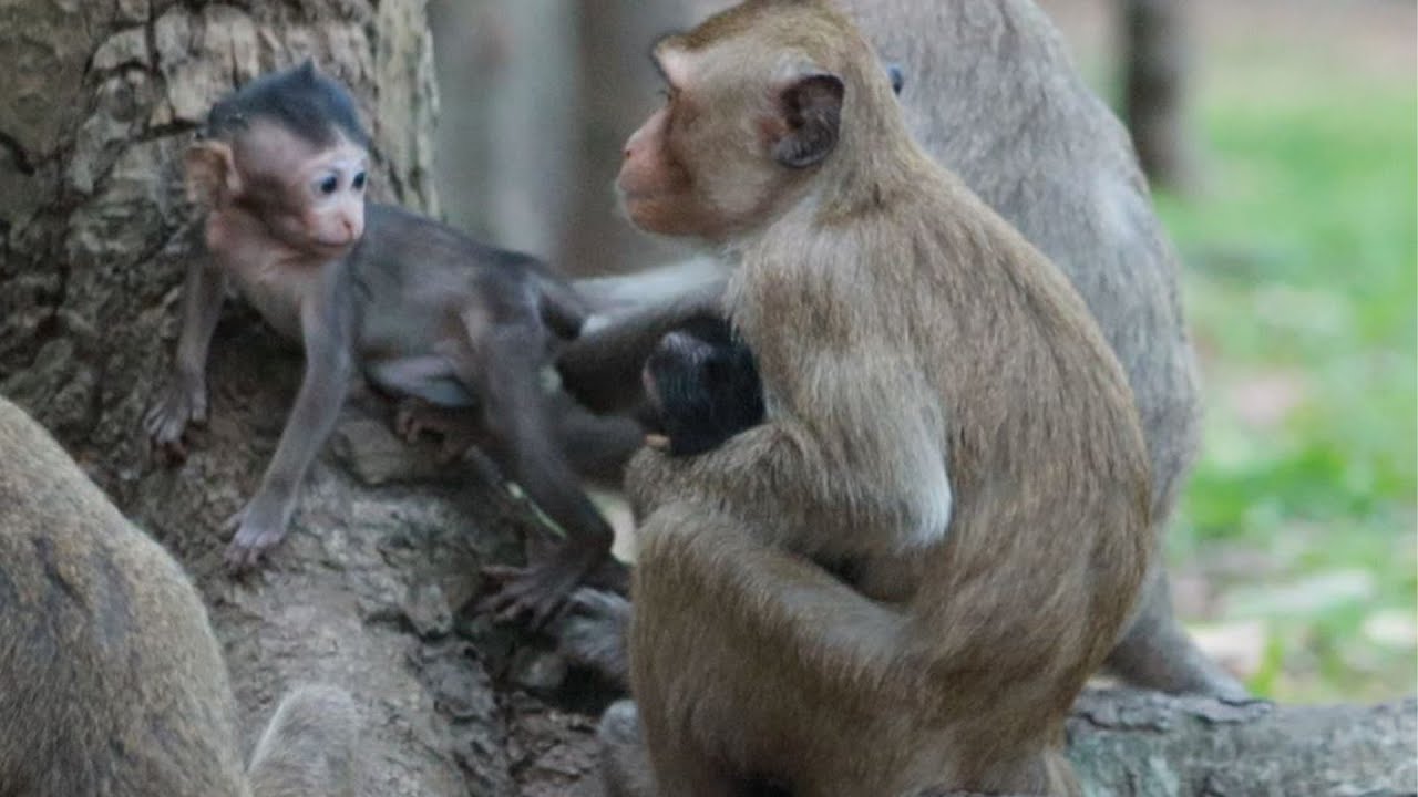 Always Take Sugar Little from Ada Young Mum Whenever She Met Anywhere ...