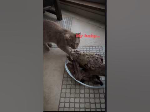 Симба младший... ️ - YouTube