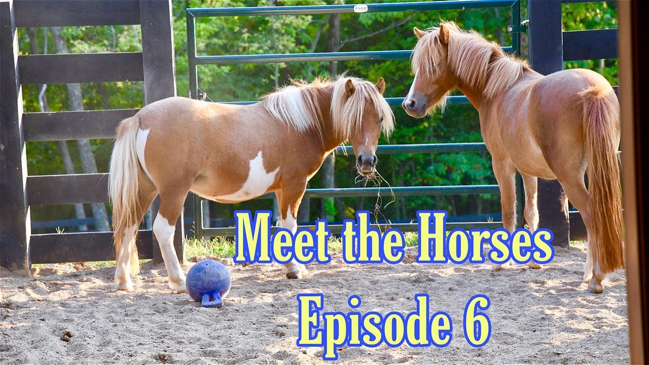 Meet the Horses of R&R Ranch Ep. 6 Lucy & Betsey - YouTube