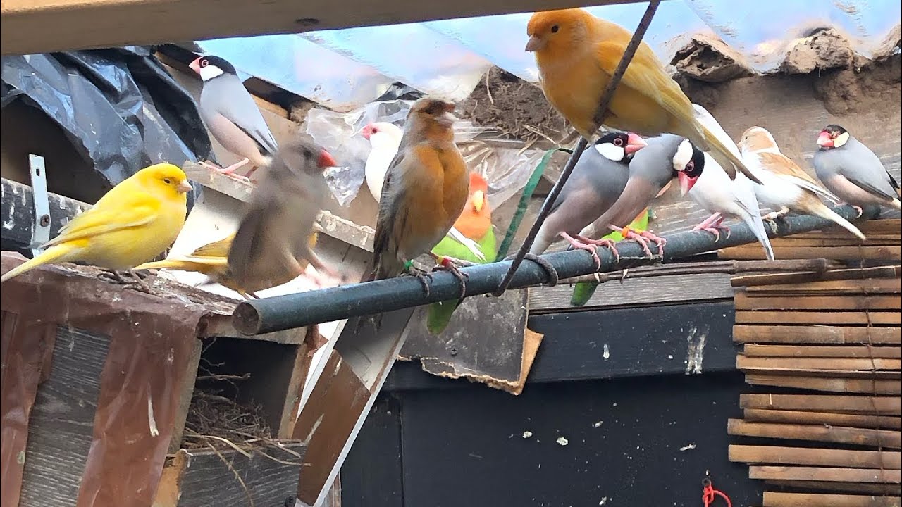 Canary birds/ greenhouse/ zebra finches/ love birds/ #canary #birds # ...