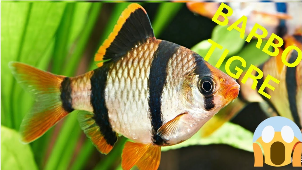 PEZ SUMATRANO / BARBO TIGRE (PUNTIUS TETRAZONA): DATOS QUE NO SABIAS ...
