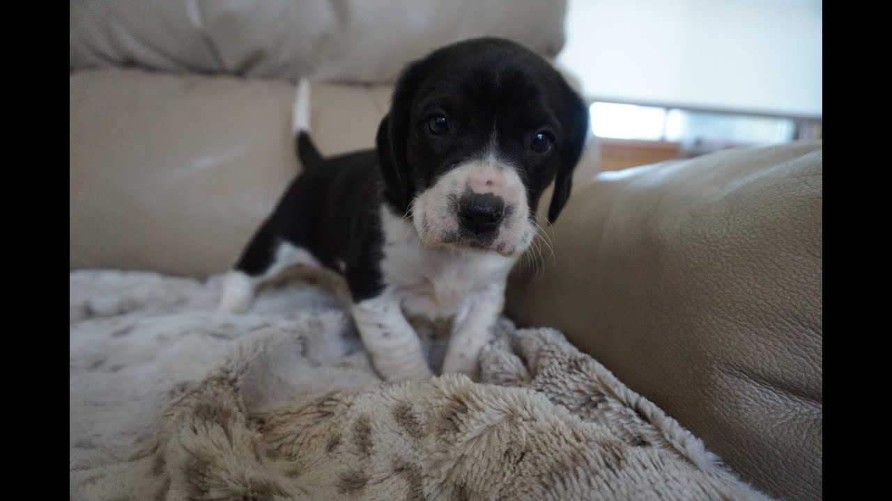 4 week FEMALE TRICOLOR BEAGLE PUPPY with FRECKLES - RITA LITTER - YouTube