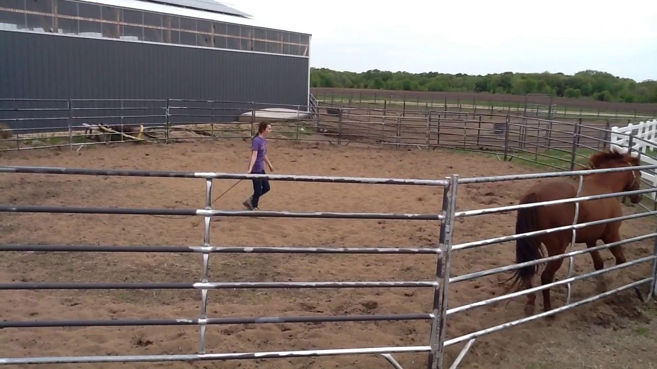 Colt Starting using the Clinton Anderson Method Part 3 - YouTube