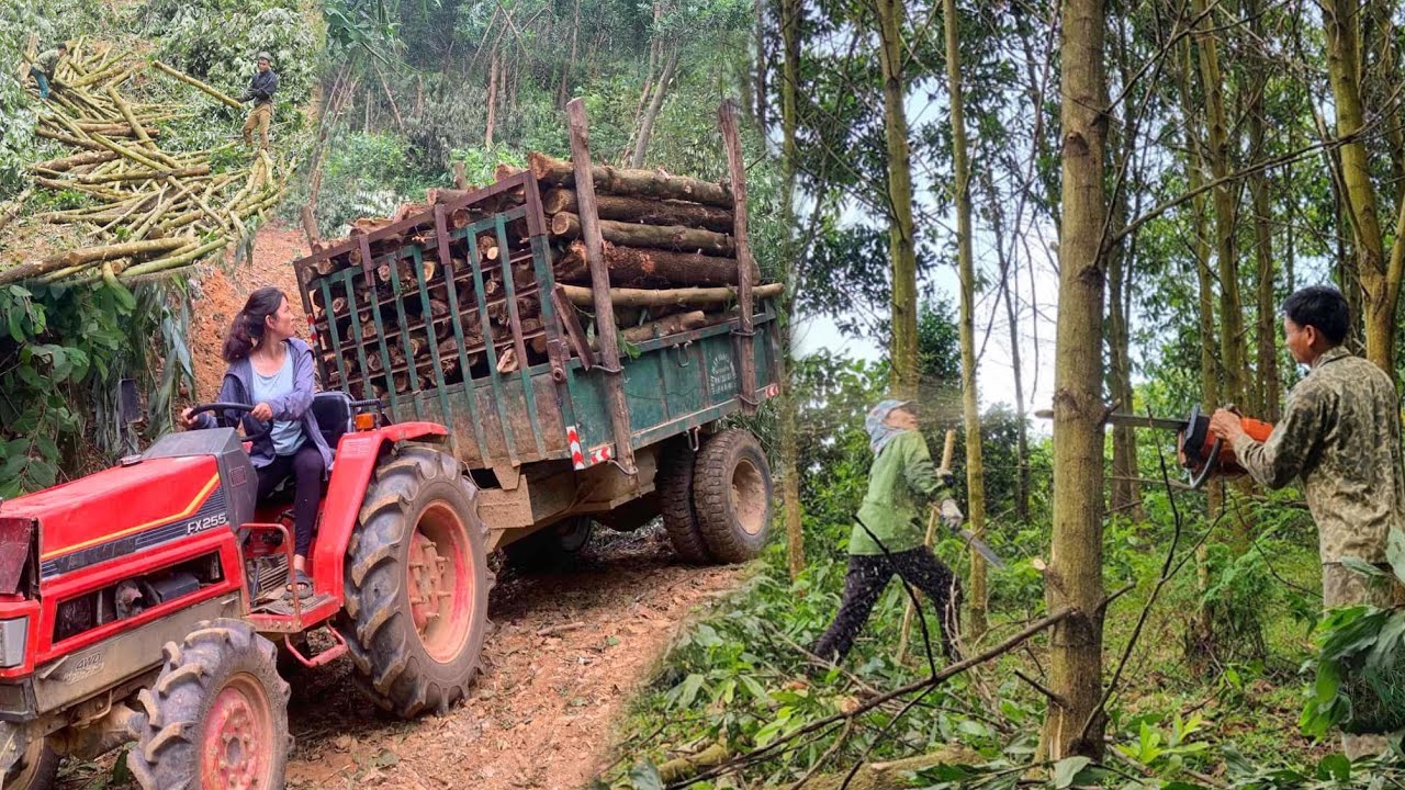 Drive tractor to transport wood on steep hills to farmers in the valley ...