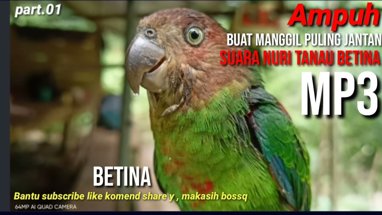 Suara Burung Nuritanau/Puling Betina menggoda puling jantan liar ...
