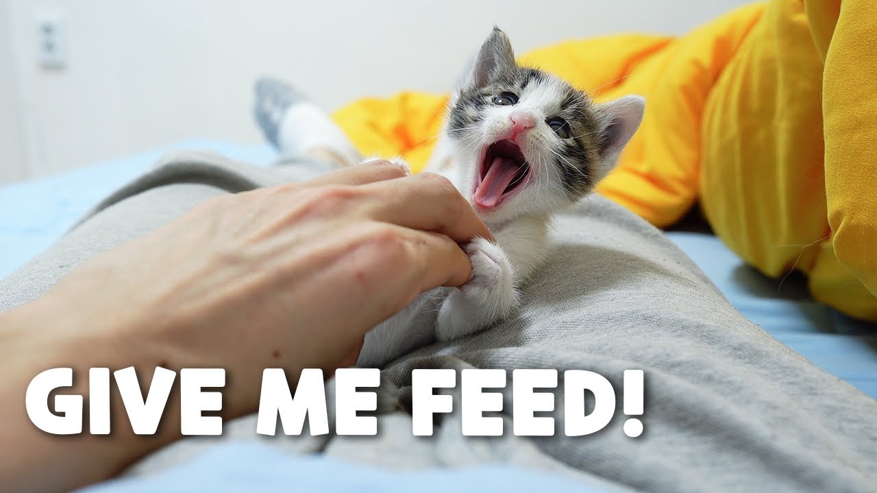 The Kitten is Screaming for Food! - YouTube