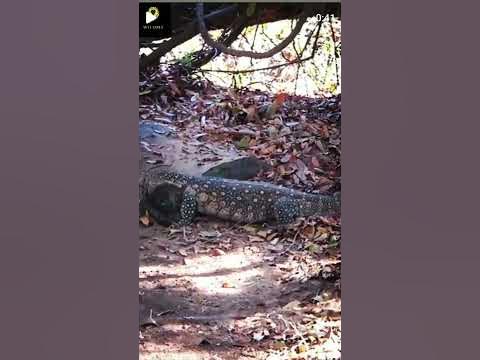 monitor lizard vs python - YouTube