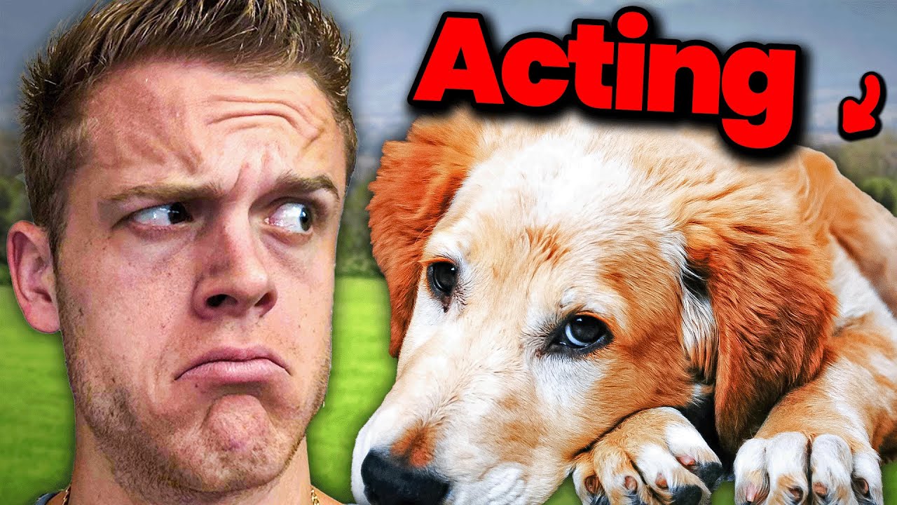 The Complex Job Of A Dog Acting - YouTube
